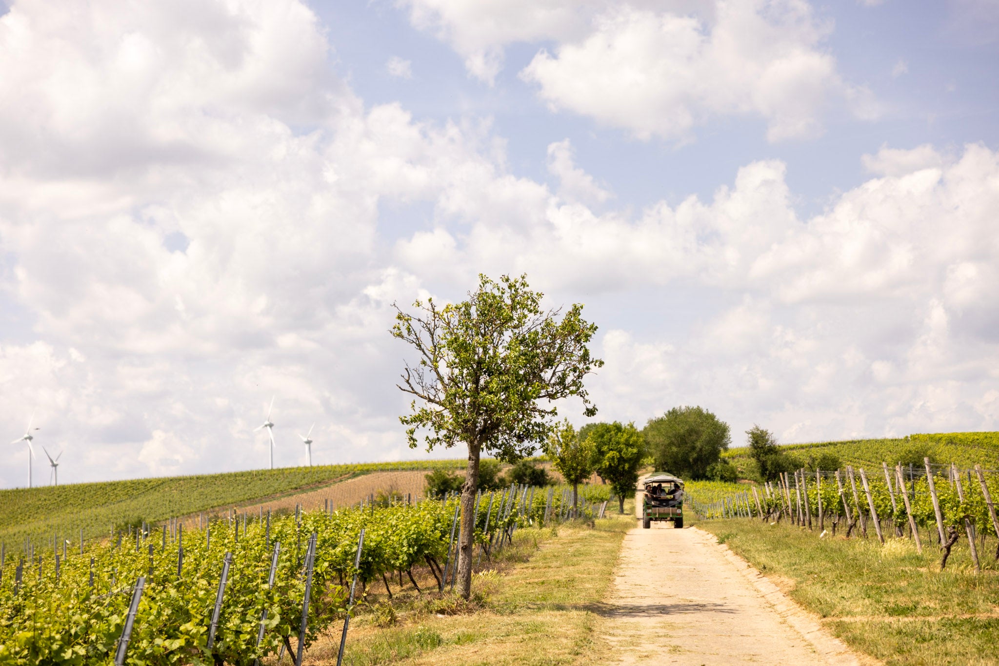 Funzelfahrt Mainz | Planwagenfahrt durch die Weinberge für 35 € p.P ...