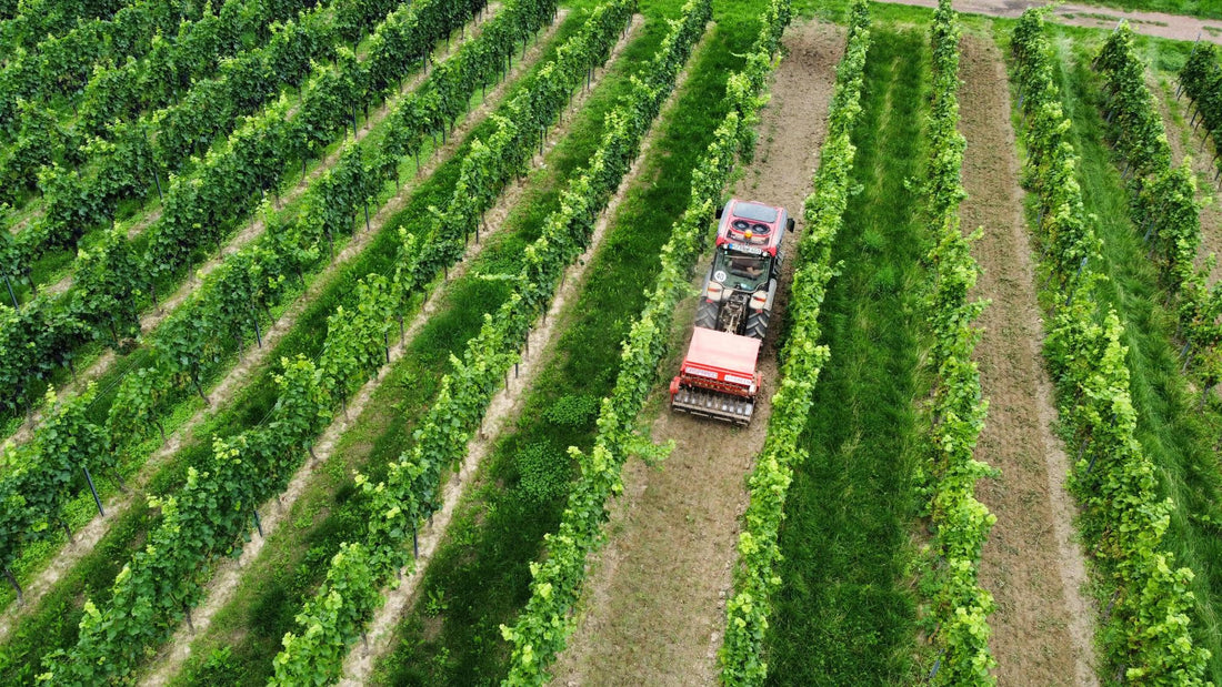 Glühwein-Funzelfahrt Mainz | Planwagenfahrt im Winter erleben – Weingut ...